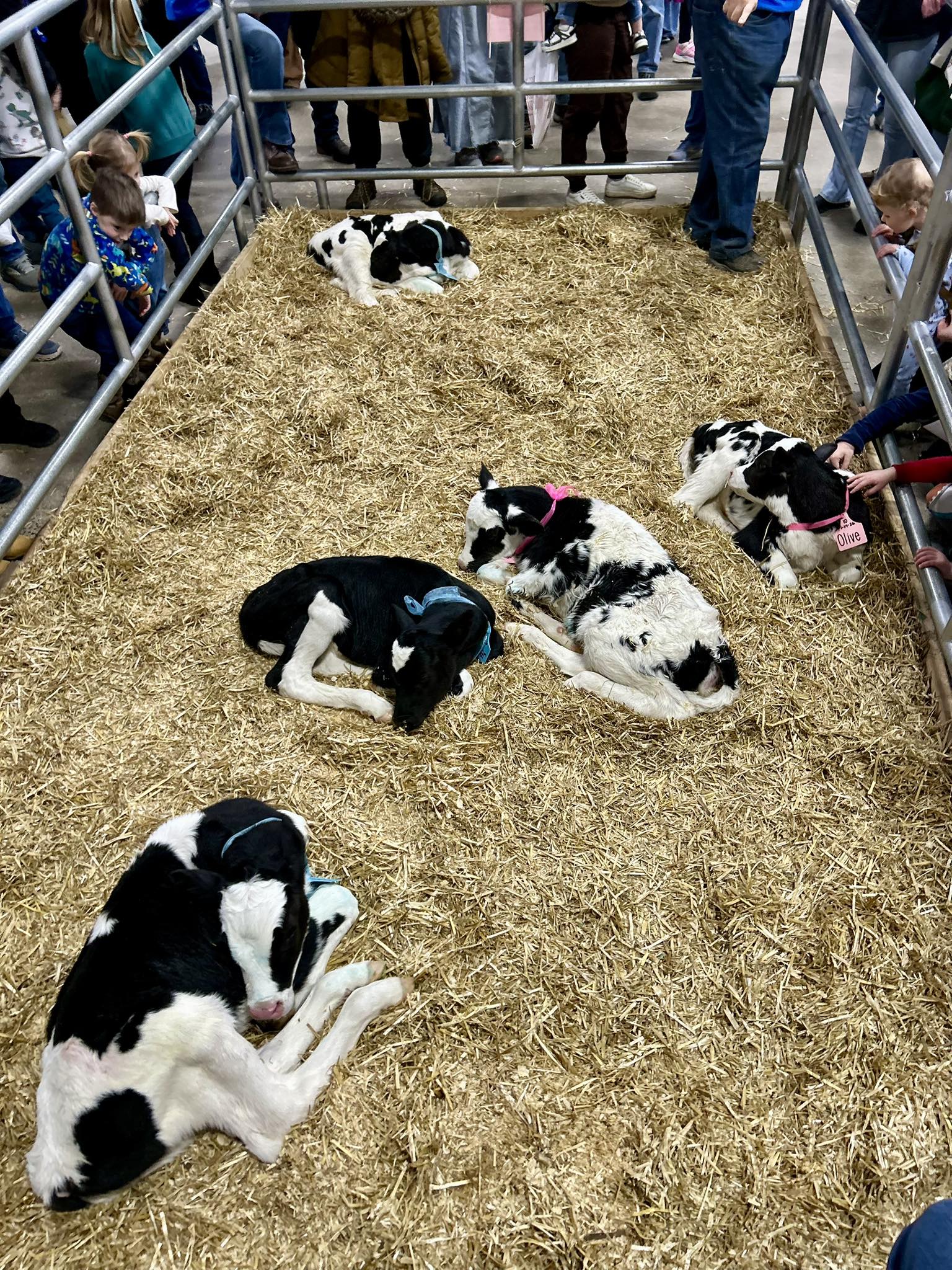 Calving Corner Exhibit Reaches Hundreds of Thousands of Consumers ...