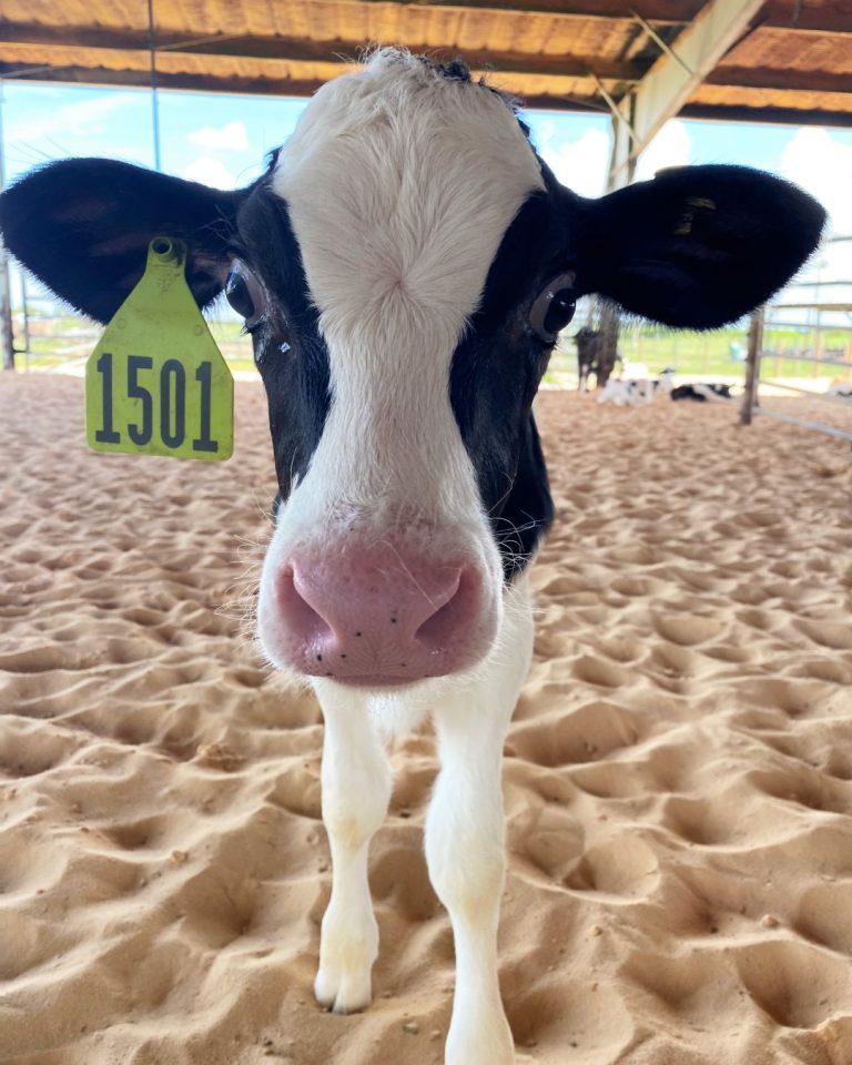 “Adopt a Cow” Program Brings Agriculture to the Classroom, Opens for ...