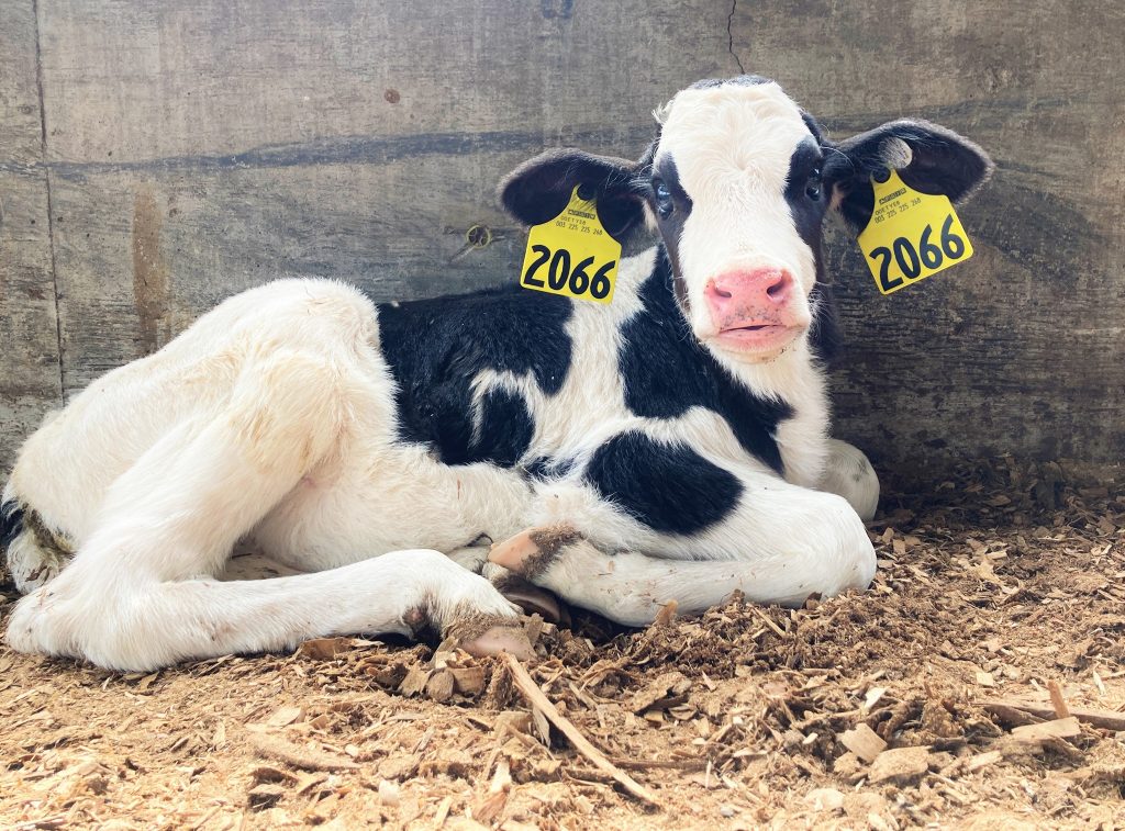 “Adopt a Cow” Program Brings Agriculture to the Classroom, Open for ...