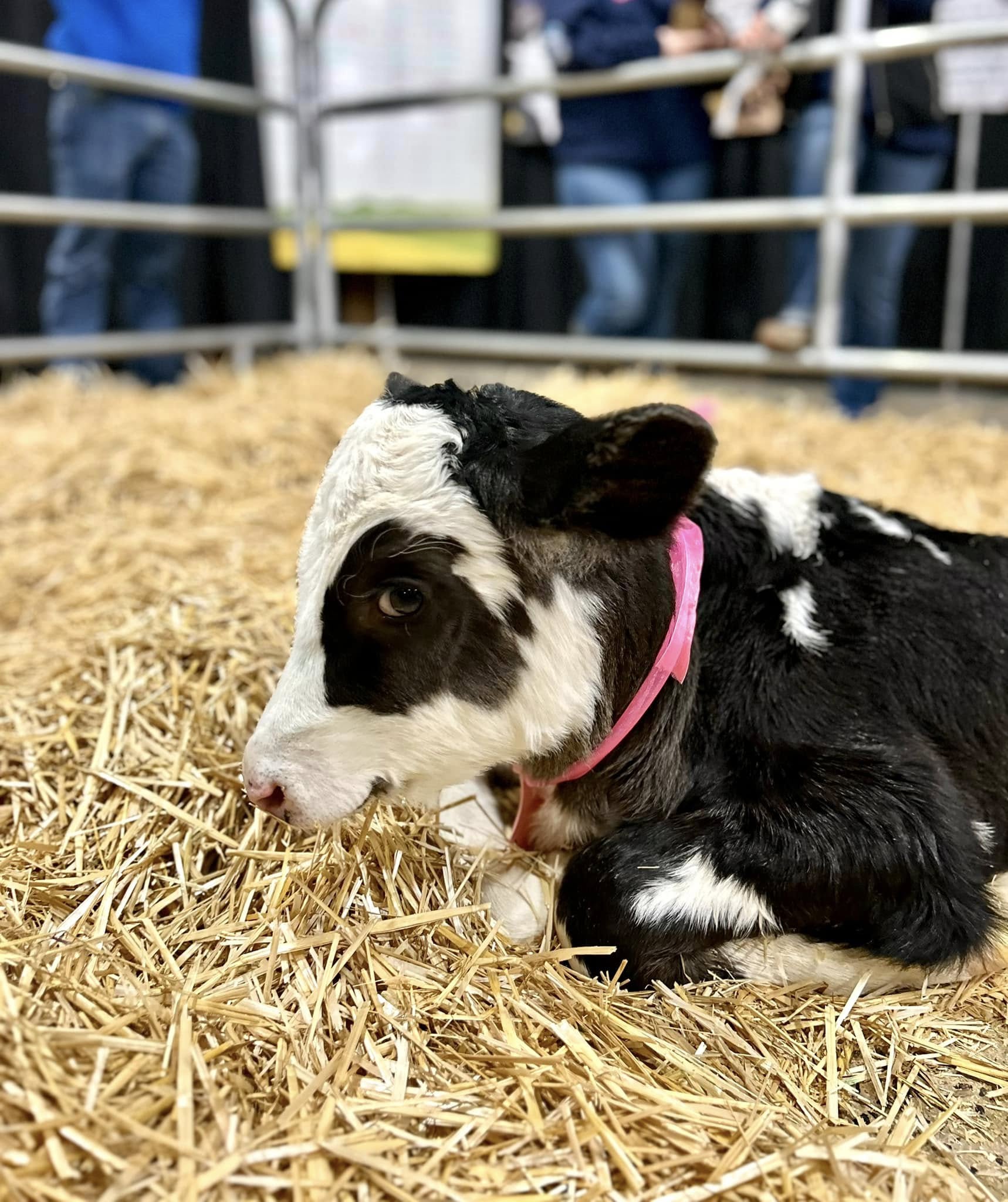 Calving Corner Reaches Hundreds of Thousands of Consumers Thanks to ...