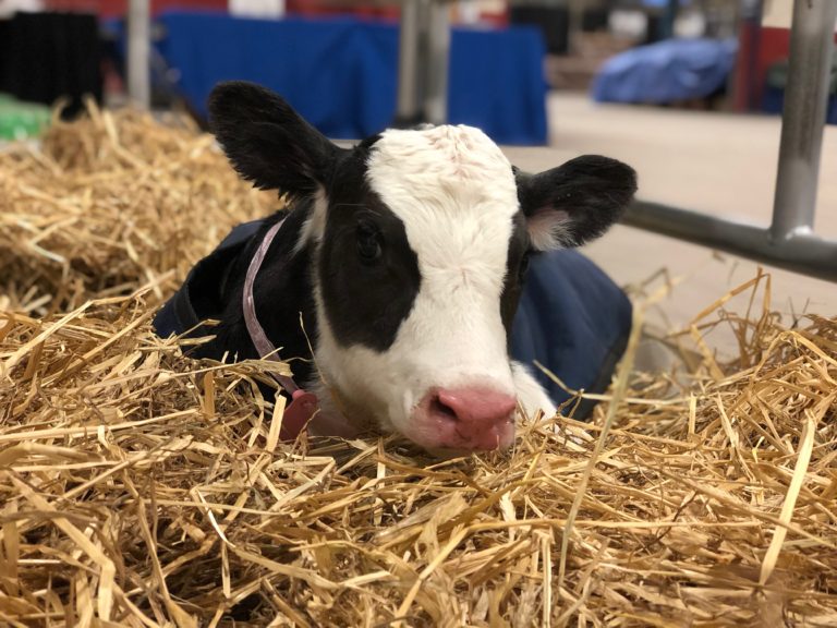 Calving Corner Seeking Dairy Industry Volunteers During 2020 Farm Show ...