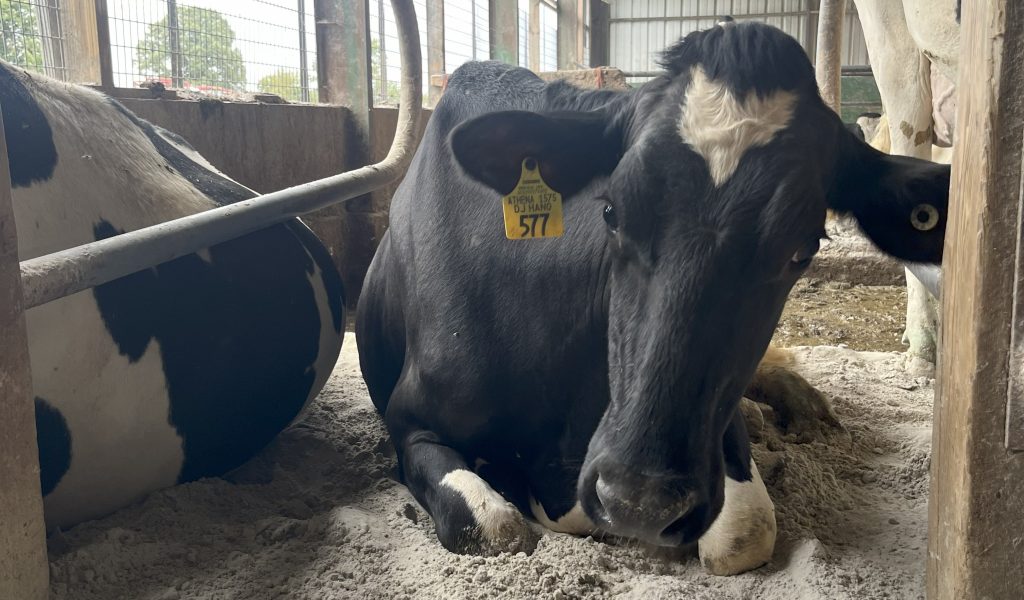 A Lesson From Athena | Center for Dairy Excellence