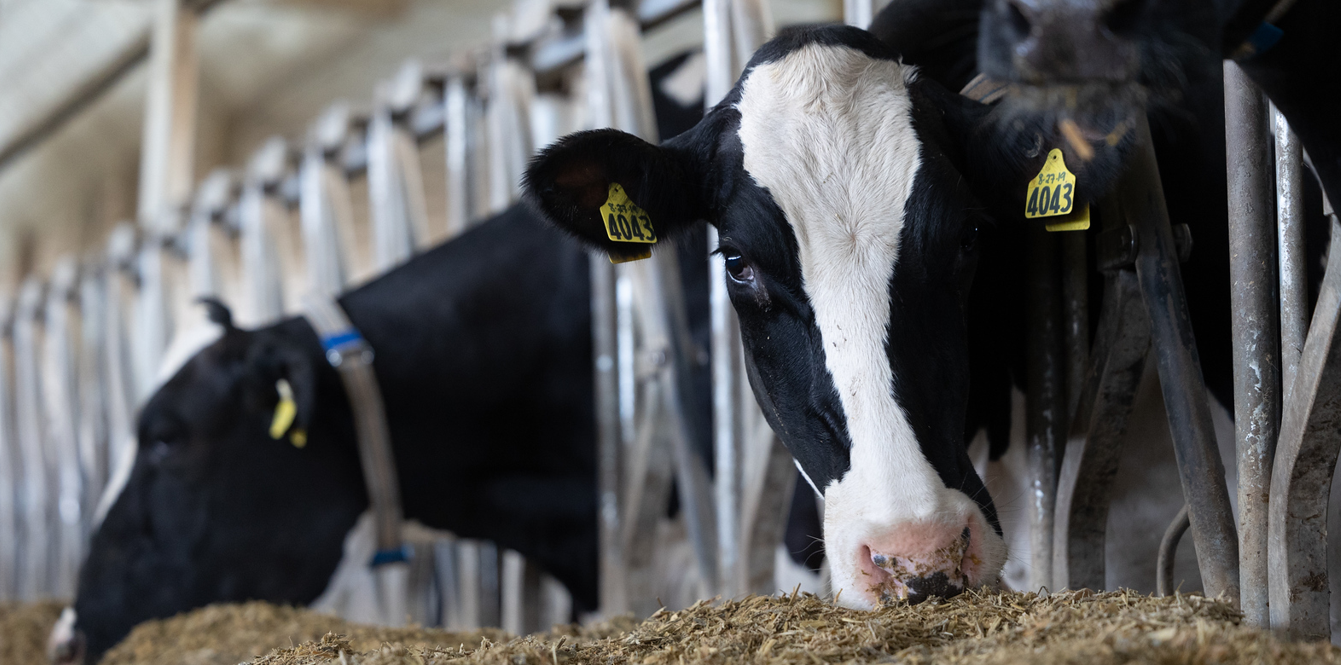 Dairy Laborer Pre-Apprenticeship | Center for Dairy Excellence
