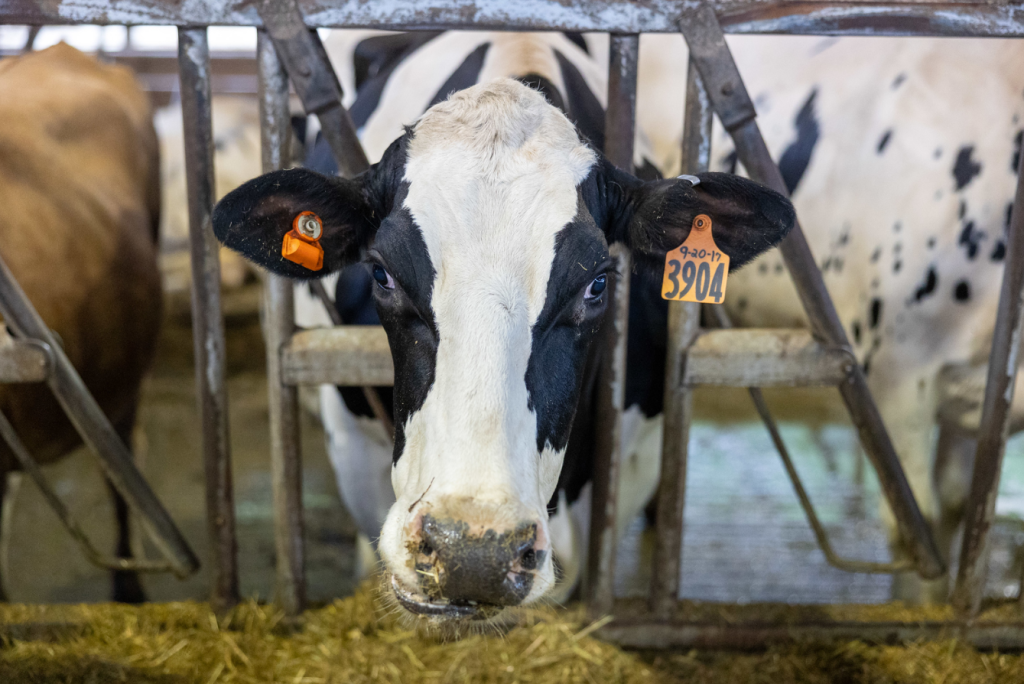 On Dairy’s Wild Ride | Center for Dairy Excellence