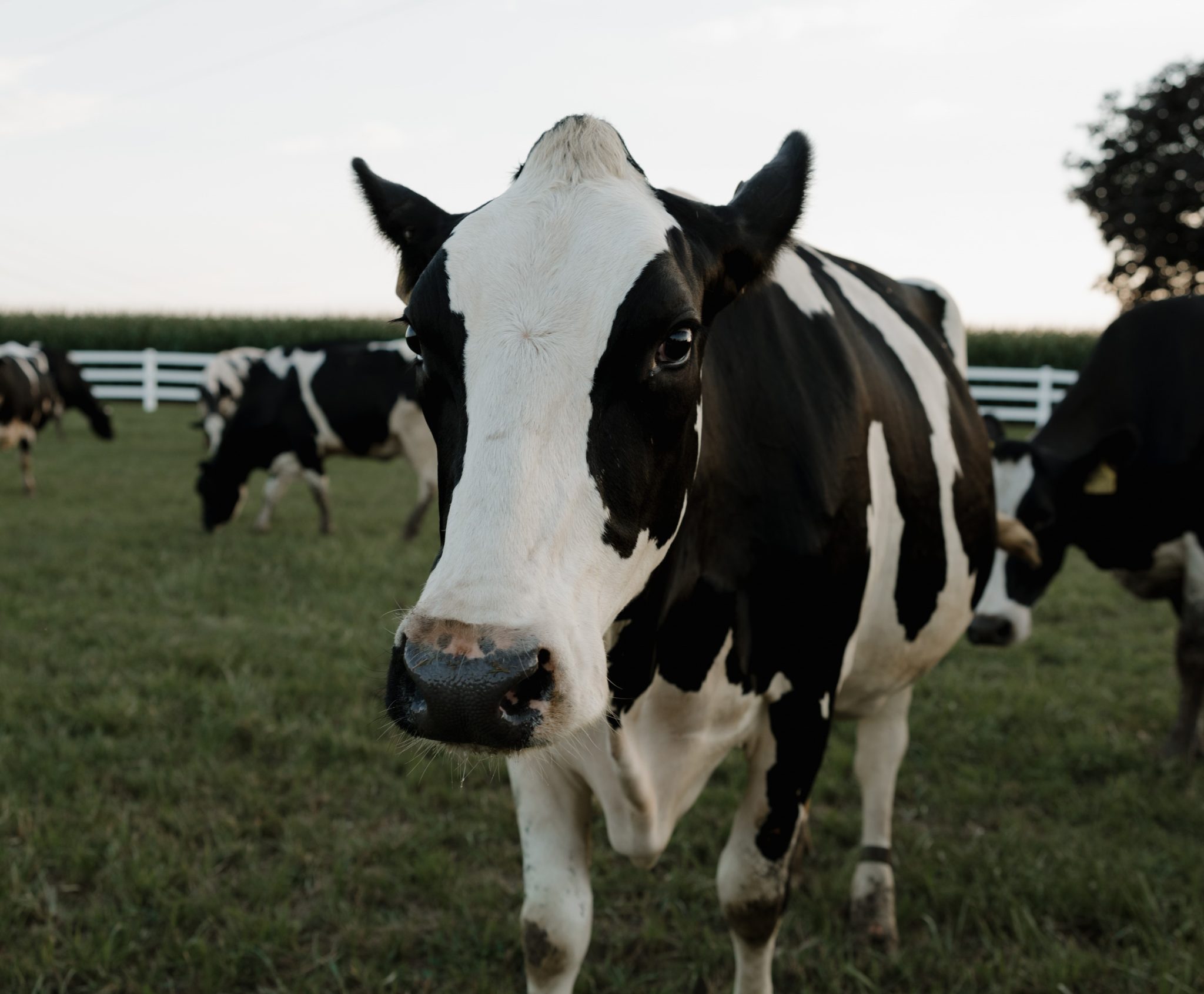 Dauphin County Dairy Farmers Take Three-Prong Approach to ...
